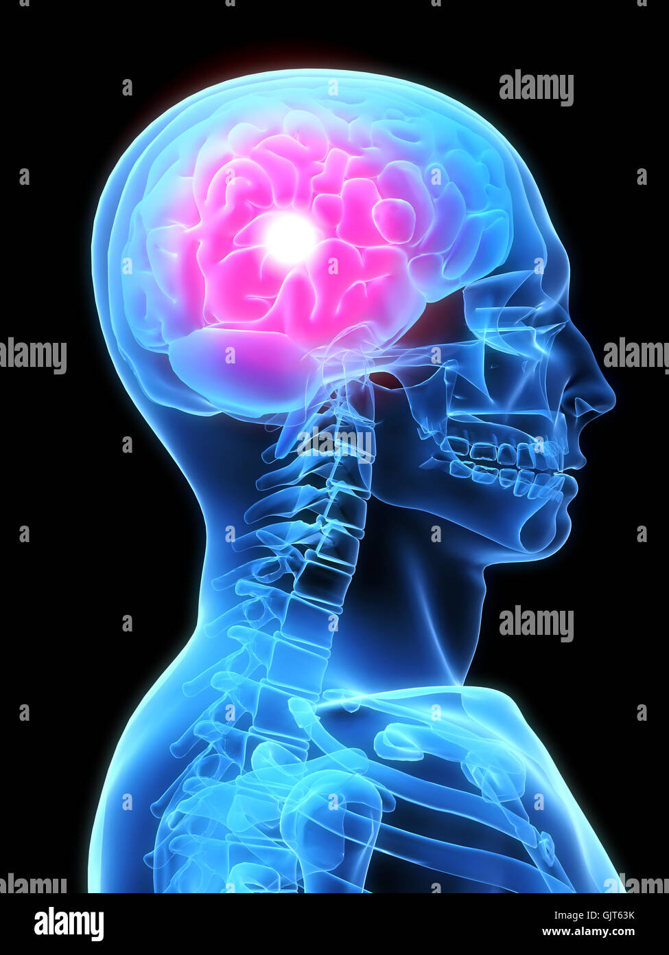 Human cortex hi-res stock photography and images - Alamy