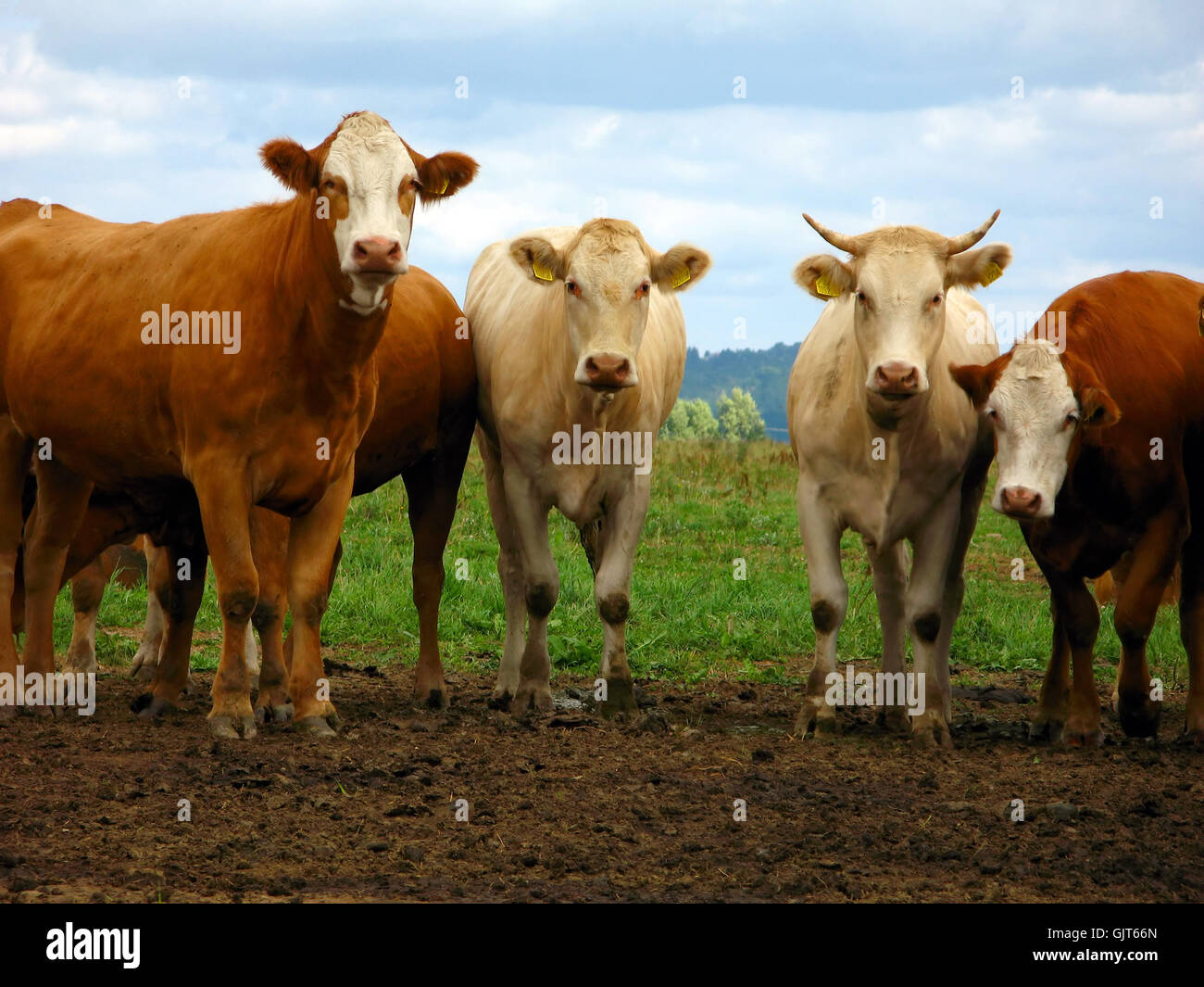 agriculture farming cow Stock Photo - Alamy