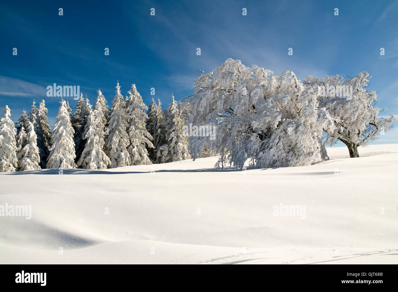 Tree cold blank european hi-res stock photography and images - Alamy