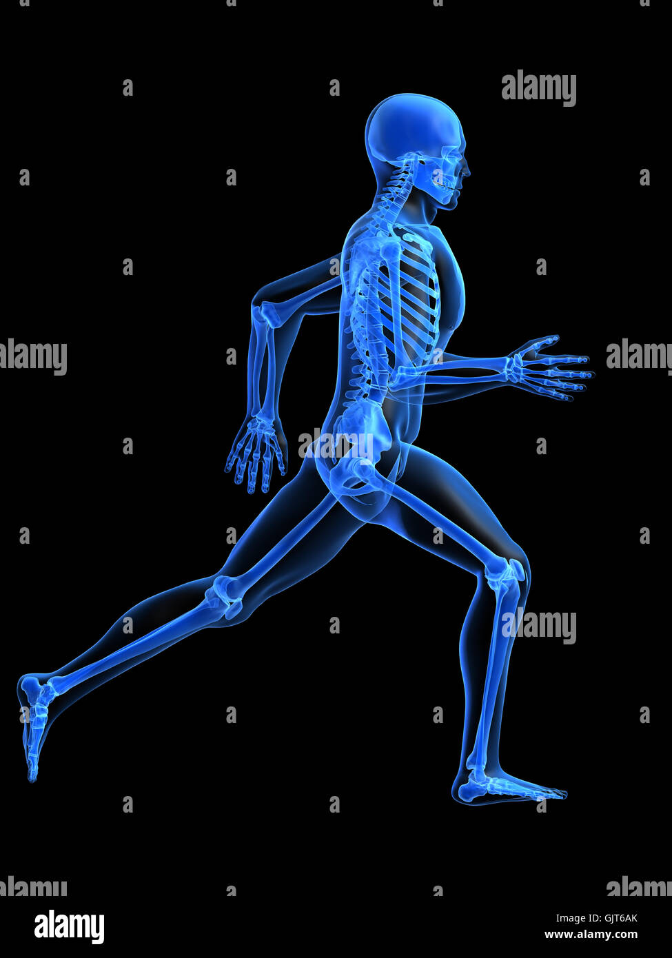 Sport science bones hi-res stock photography and images - Alamy