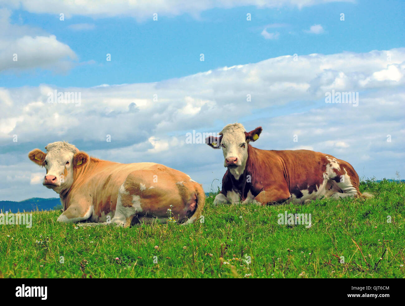cow livestock farm Stock Photo - Alamy
