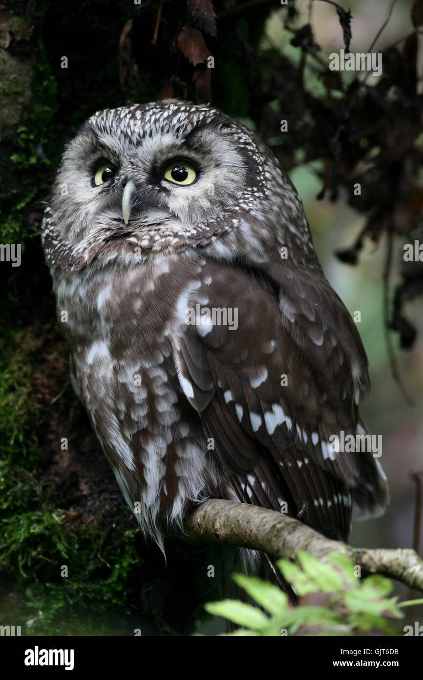 raptor codger eyes Stock Photo - Alamy