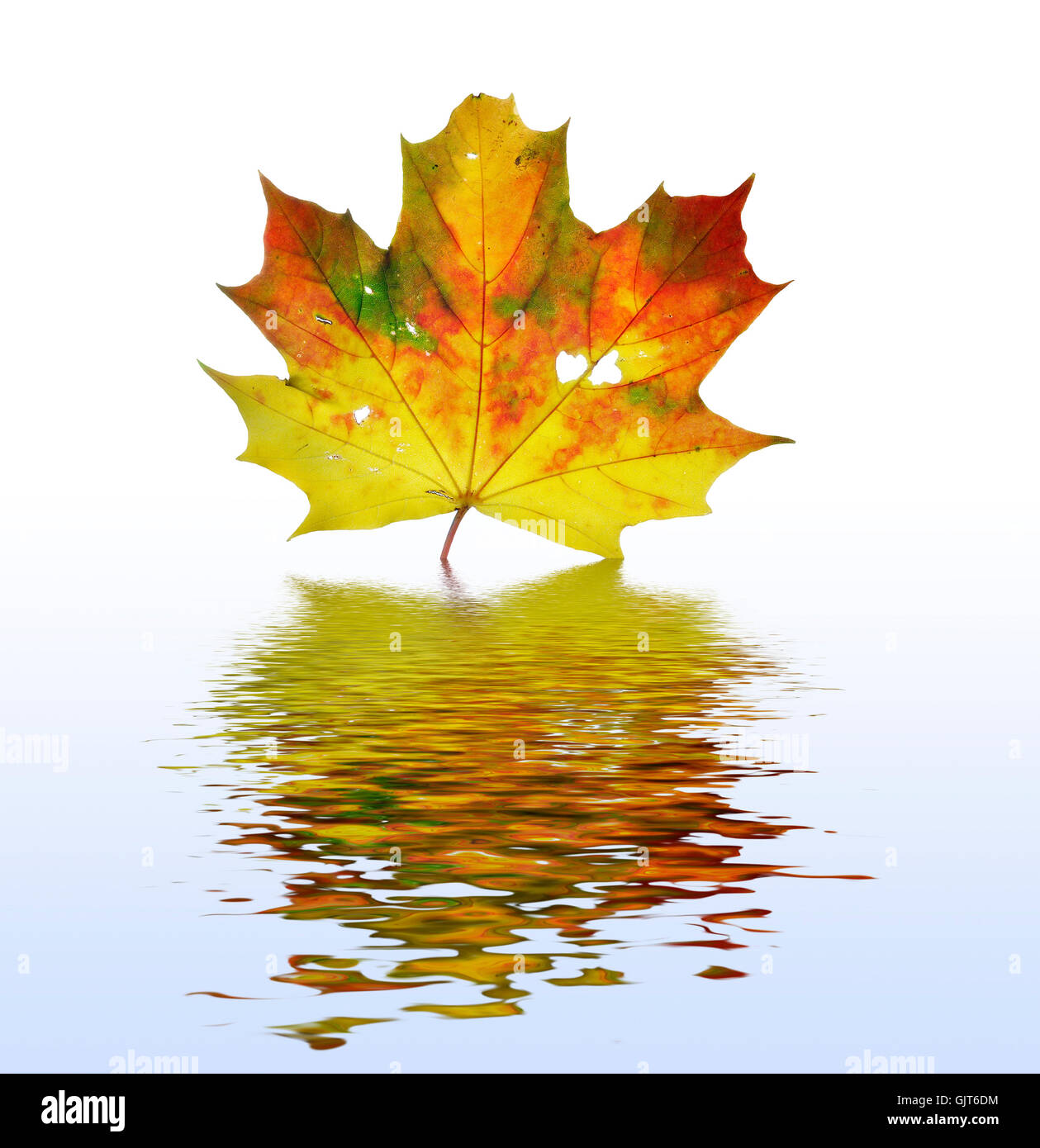 Leaf Graphic High Resolution Stock Photography and Images - Alamy