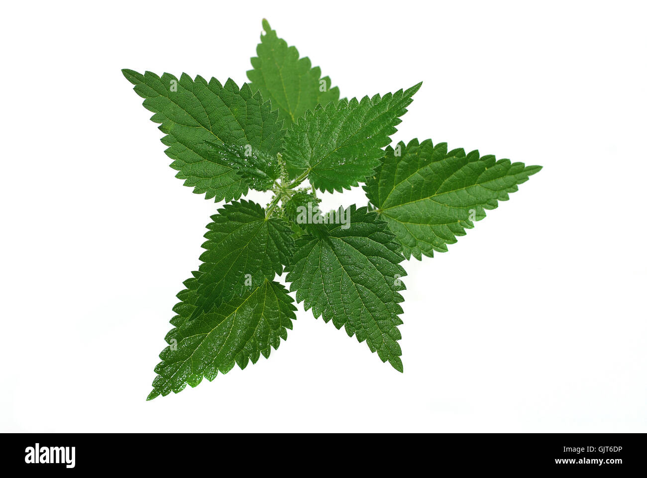 Brennesselblatt Cut Out Stock Images & Pictures - Alamy