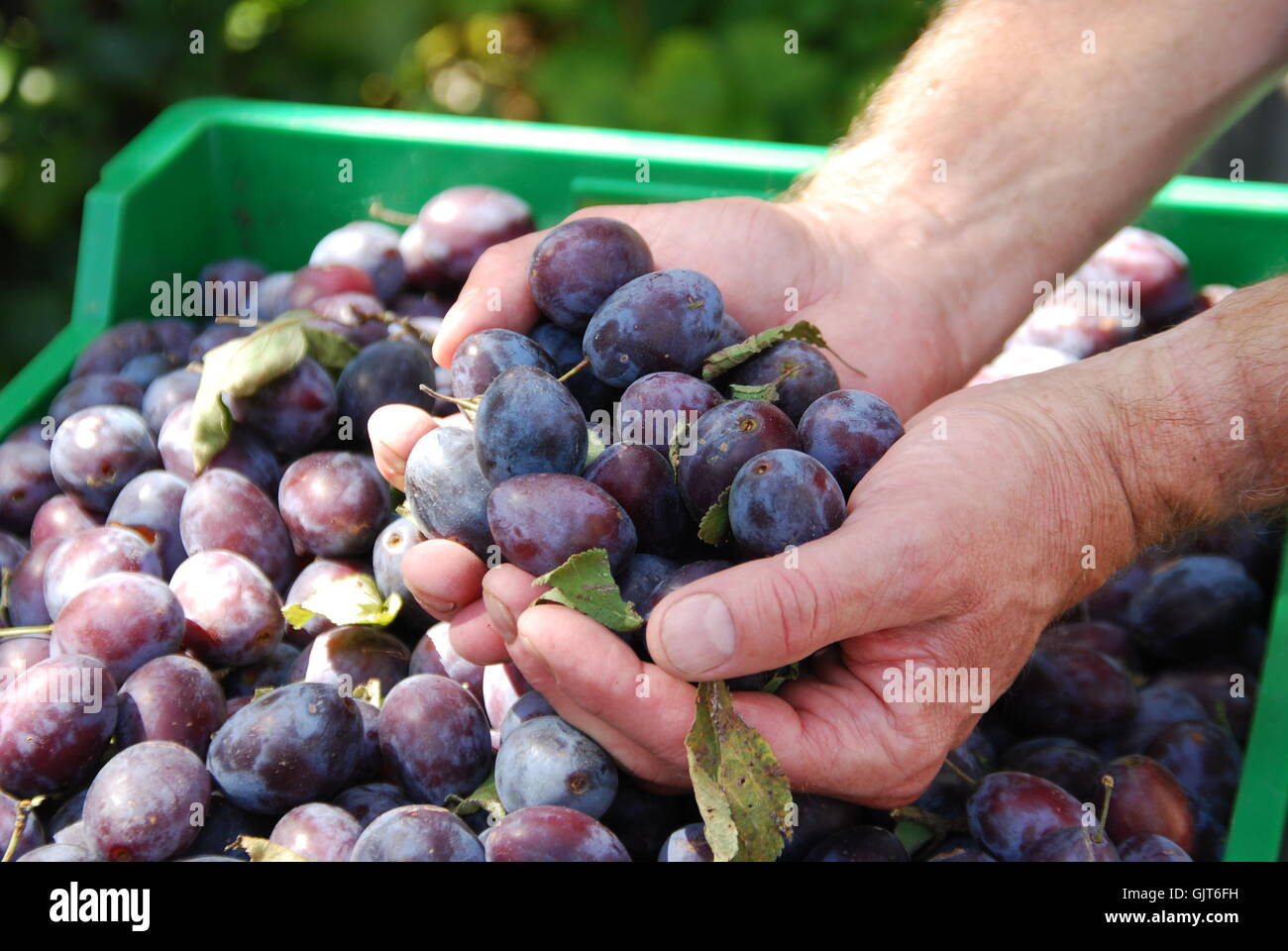 hand hands chest Stock Photo - Alamy