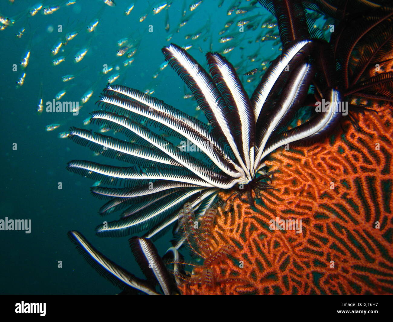 fish maldives dive Stock Photo - Alamy
