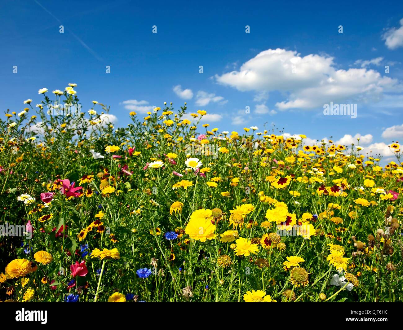summer meadow with flowers Stock Photo - Alamy