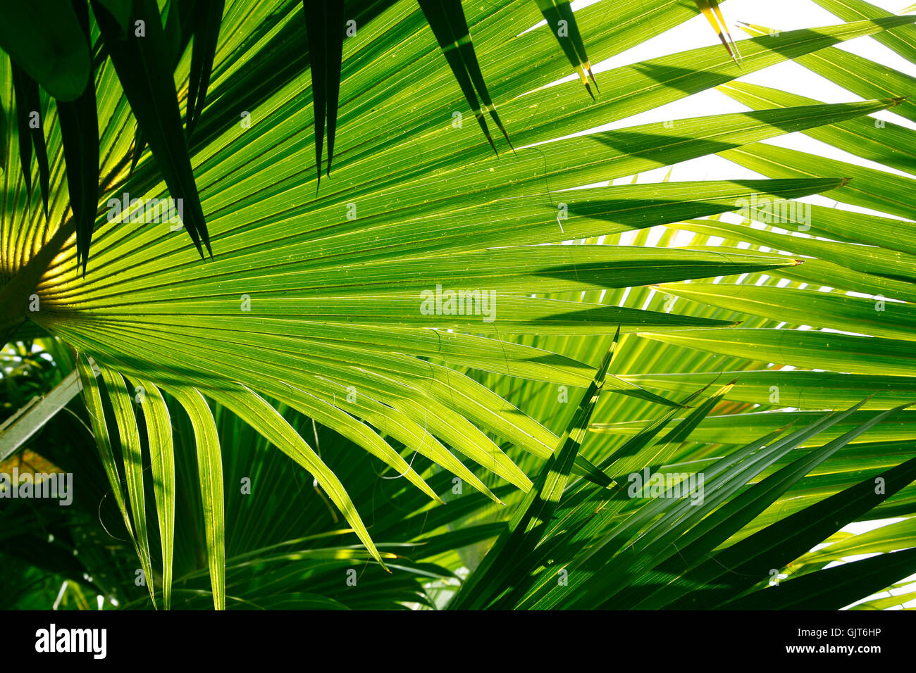 Green leaf canopy hi-res stock photography and images - Alamy
