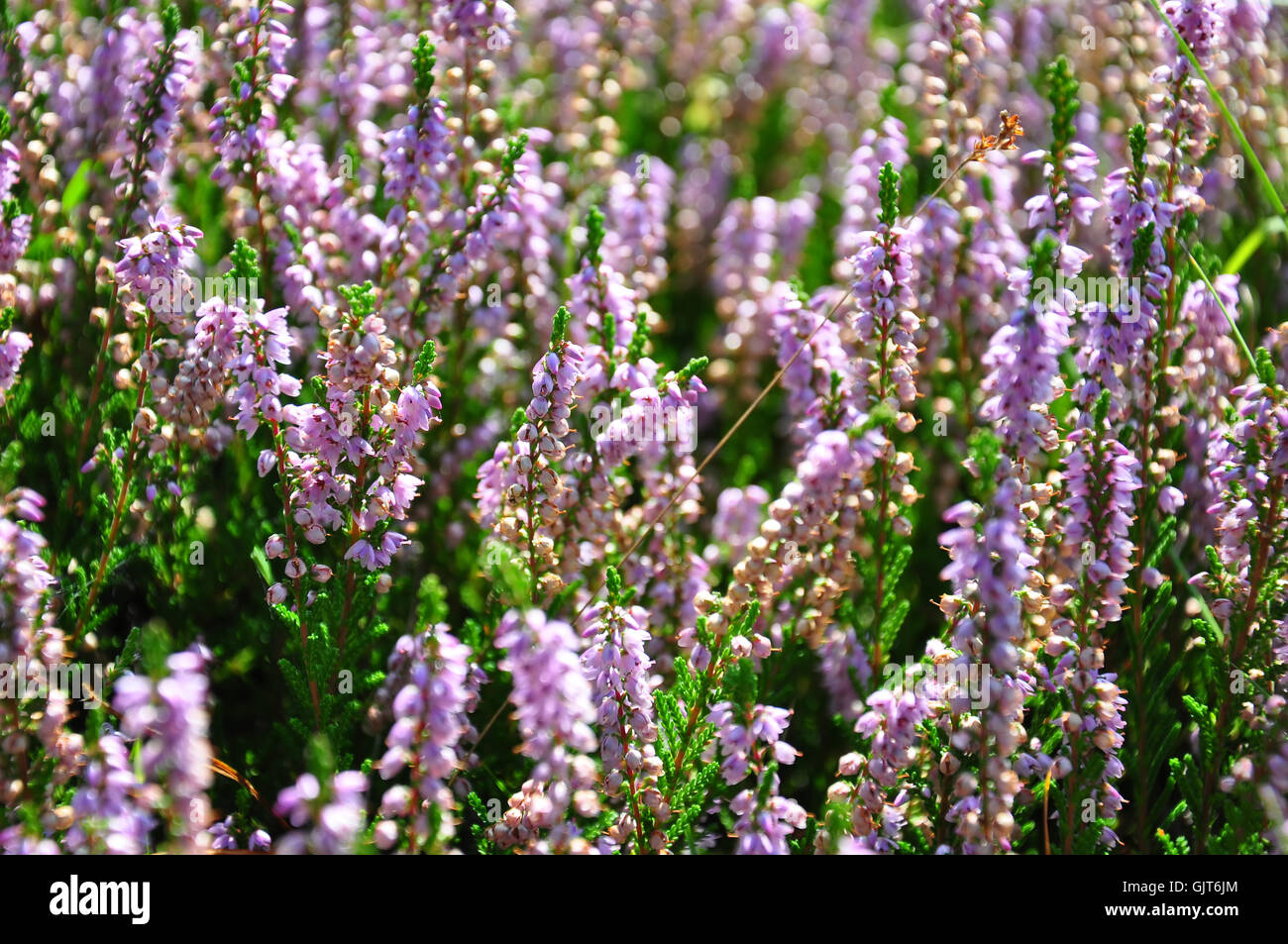 heath (calluna vulgaris Stock Photo - Alamy