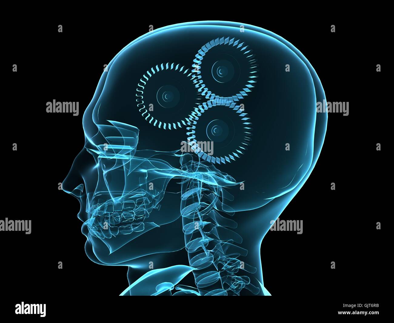 Human skeleton facts hi-res stock photography and images - Alamy