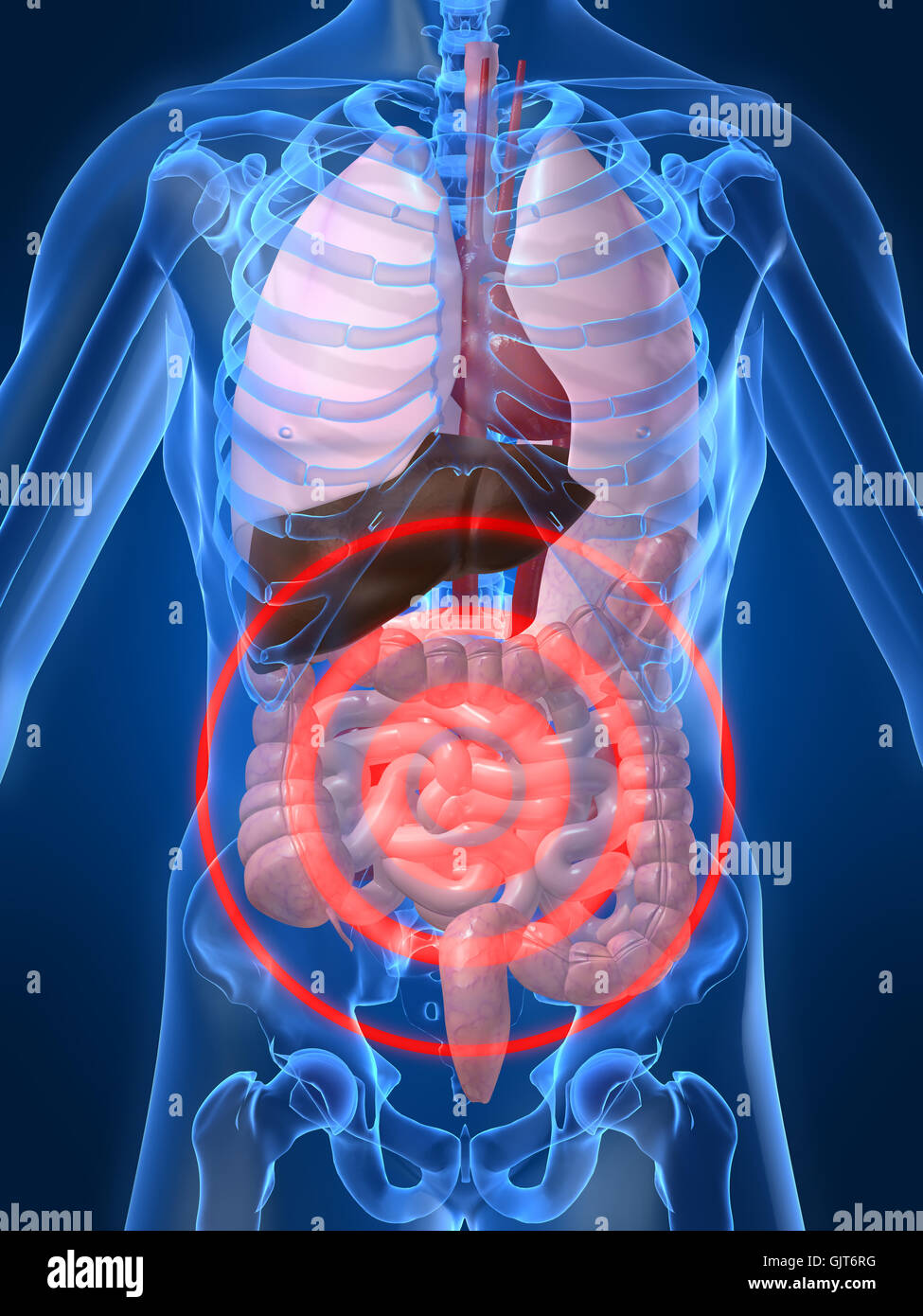 Liver Human Autopsy High Resolution Stock Photography and Images - Alamy