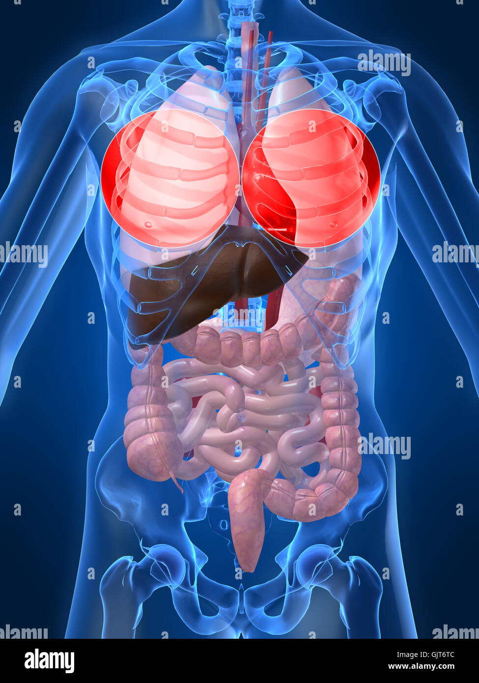 Human body organ highlighted hi-res stock photography and images - Alamy