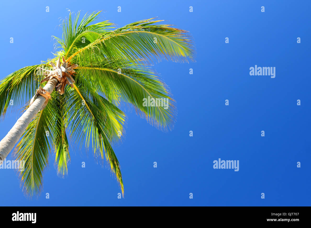 Lush tropical tree tops hi-res stock photography and images - Alamy