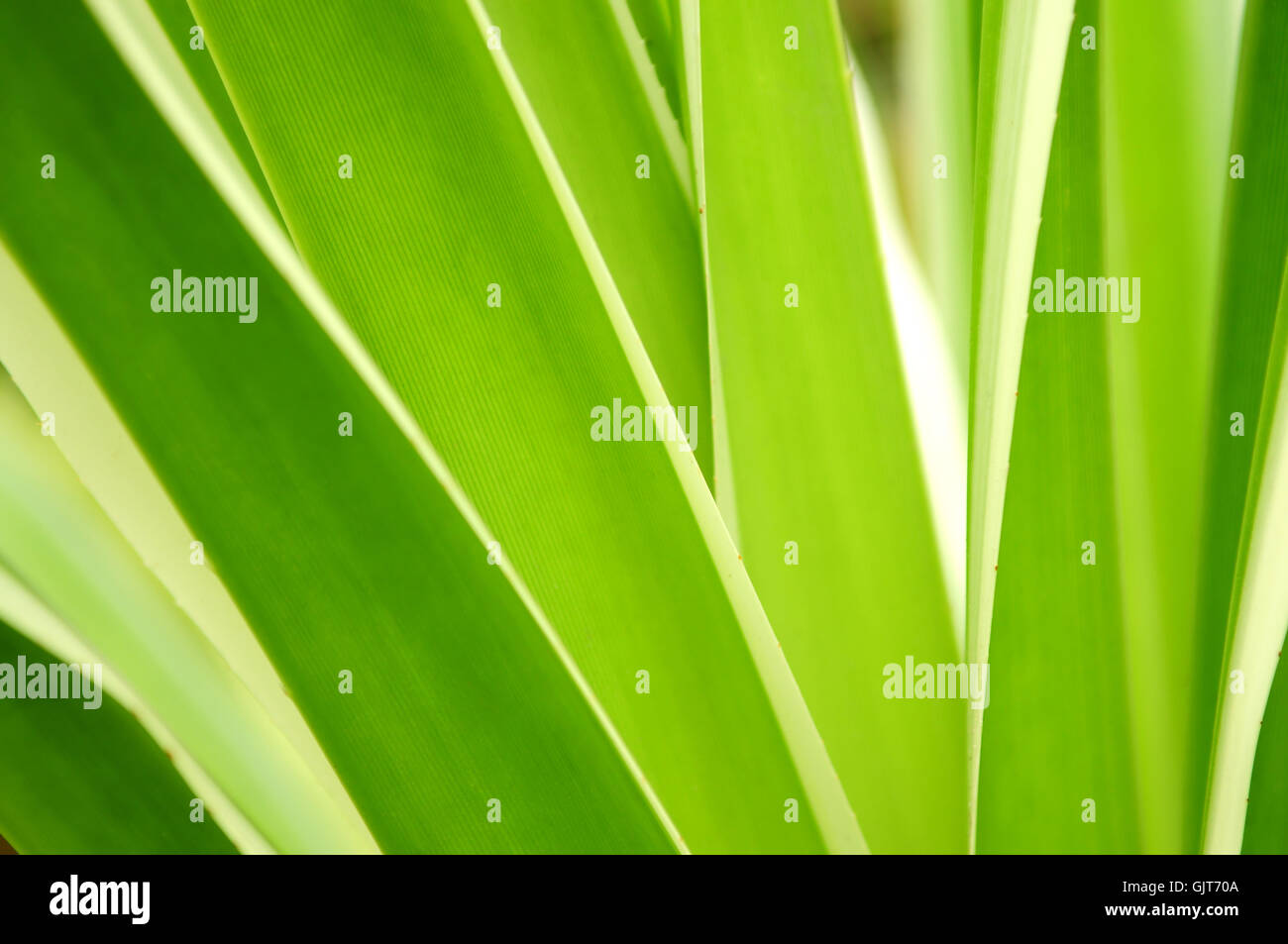 Shine structure hi-res stock photography and images - Alamy
