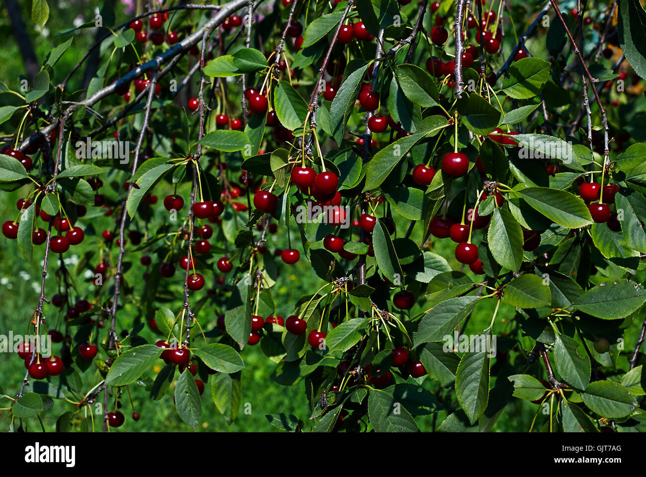 Red wet cherry shining on hi-res stock photography and images - Alamy