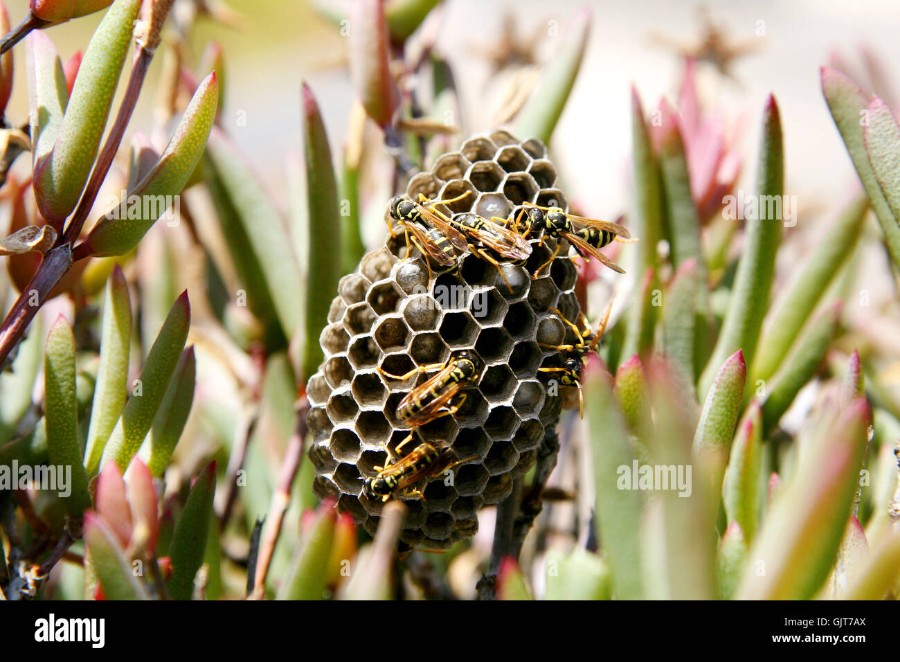 wasps building a nest Stock Photo - Alamy