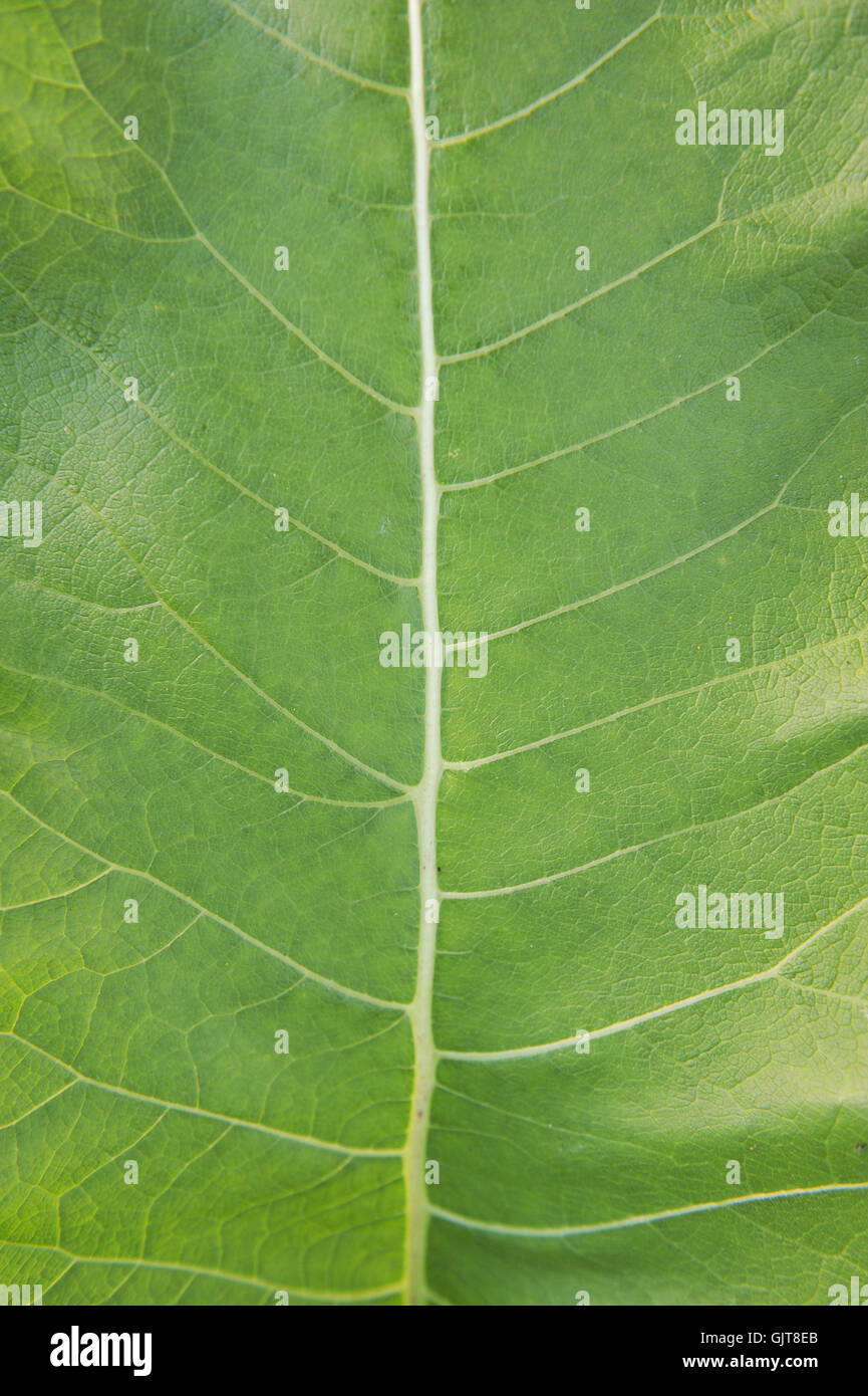 Green leaf with veins. Close up background Stock Photo - Alamy