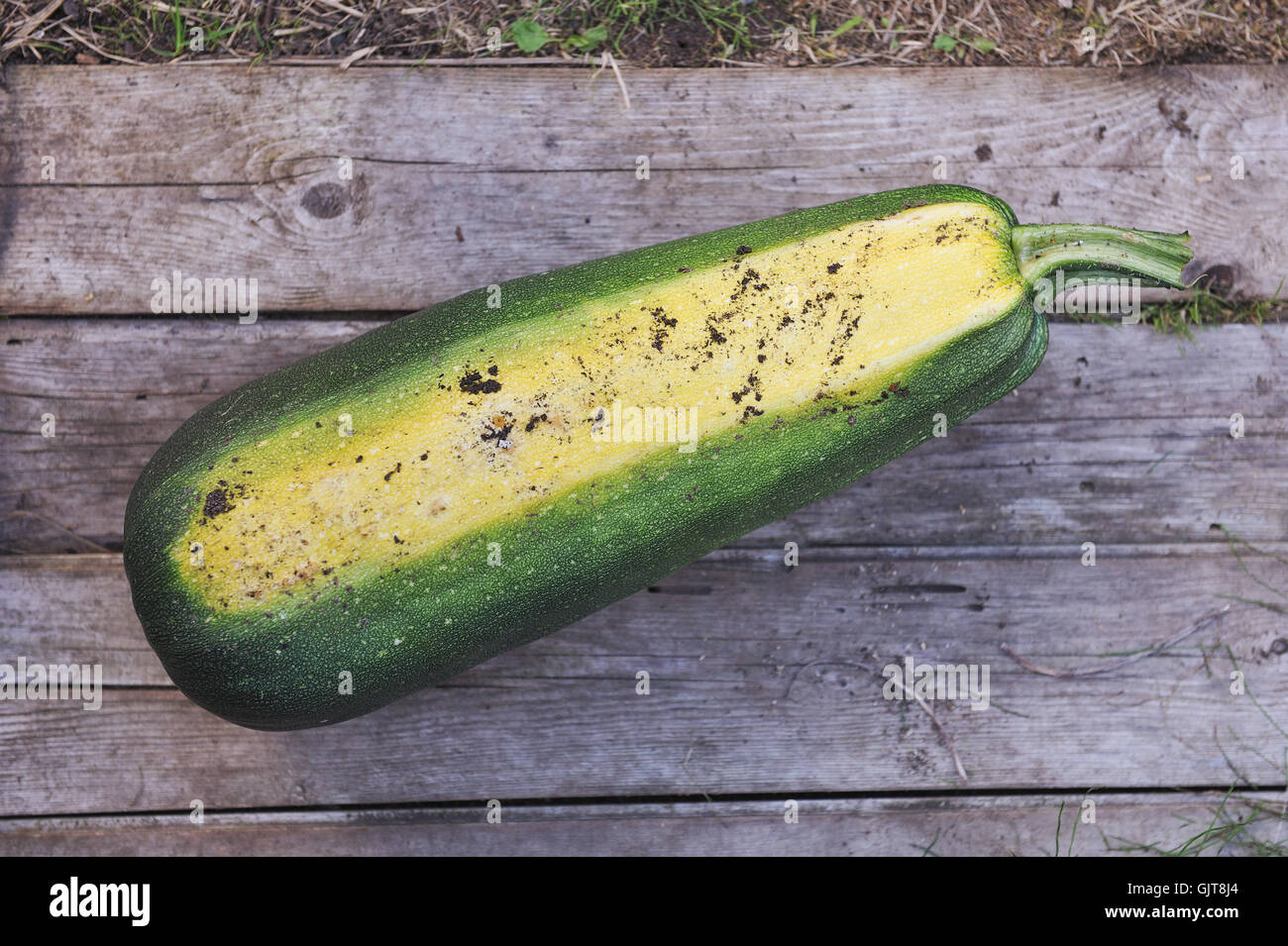 Harvested big and ripe zucchini. Close up background Stock Photo - Alamy