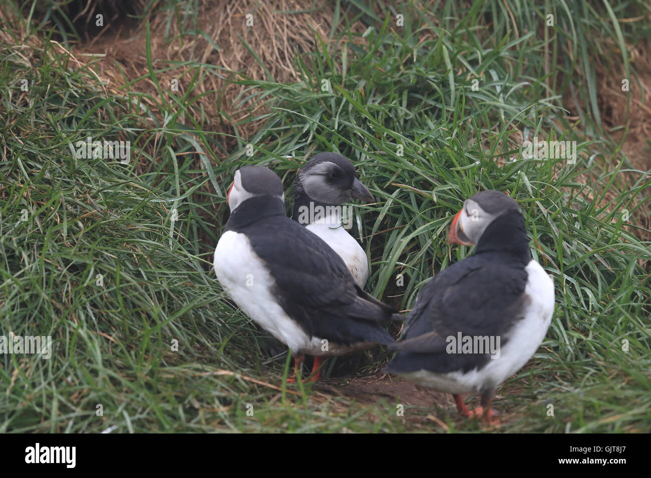 Juvenile puffin stretching hi-res stock photography and images - Alamy