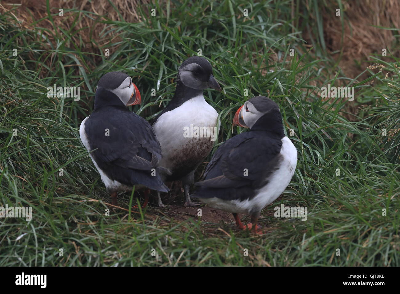 Juvenile puffin stretching hi-res stock photography and images - Alamy