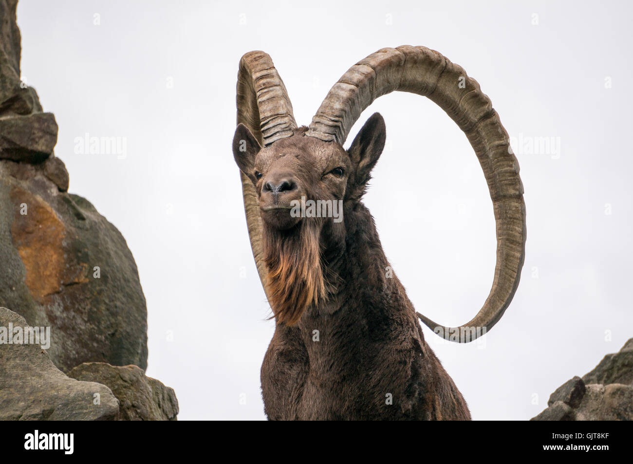 Great old Siberian ibex with big horns Stock Photo - Alamy