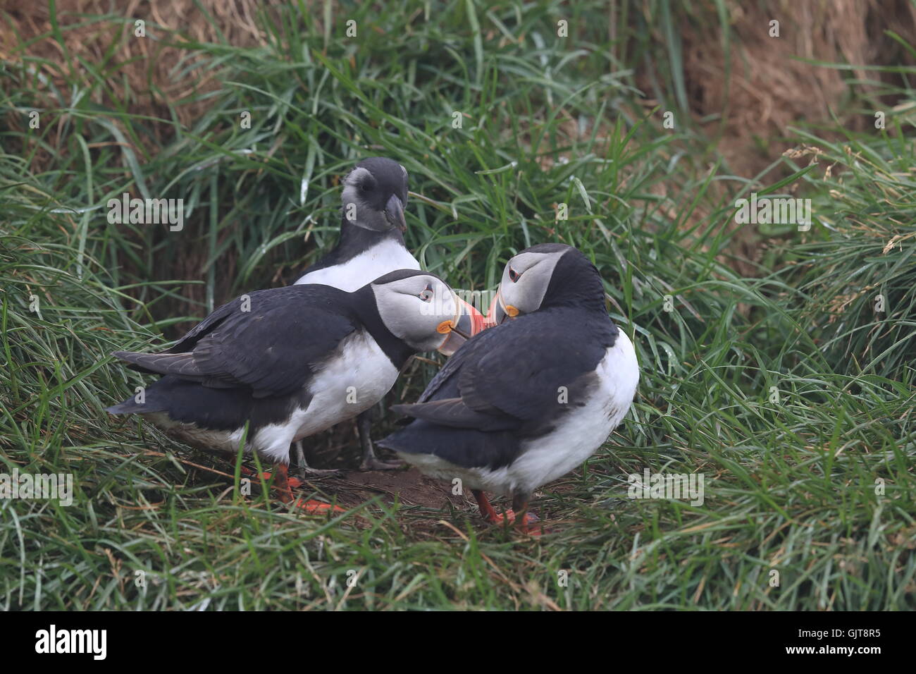 Juvenile puffin stretching hi-res stock photography and images - Alamy