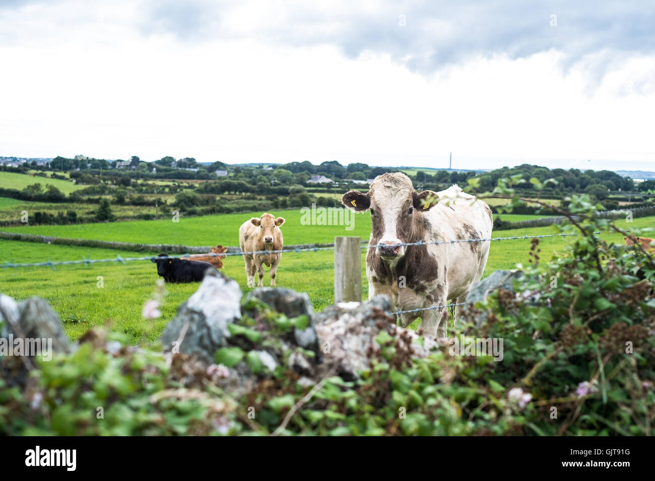 Cows looking at camera in rural landscape of inland Anglesey, Ynys Mon ...