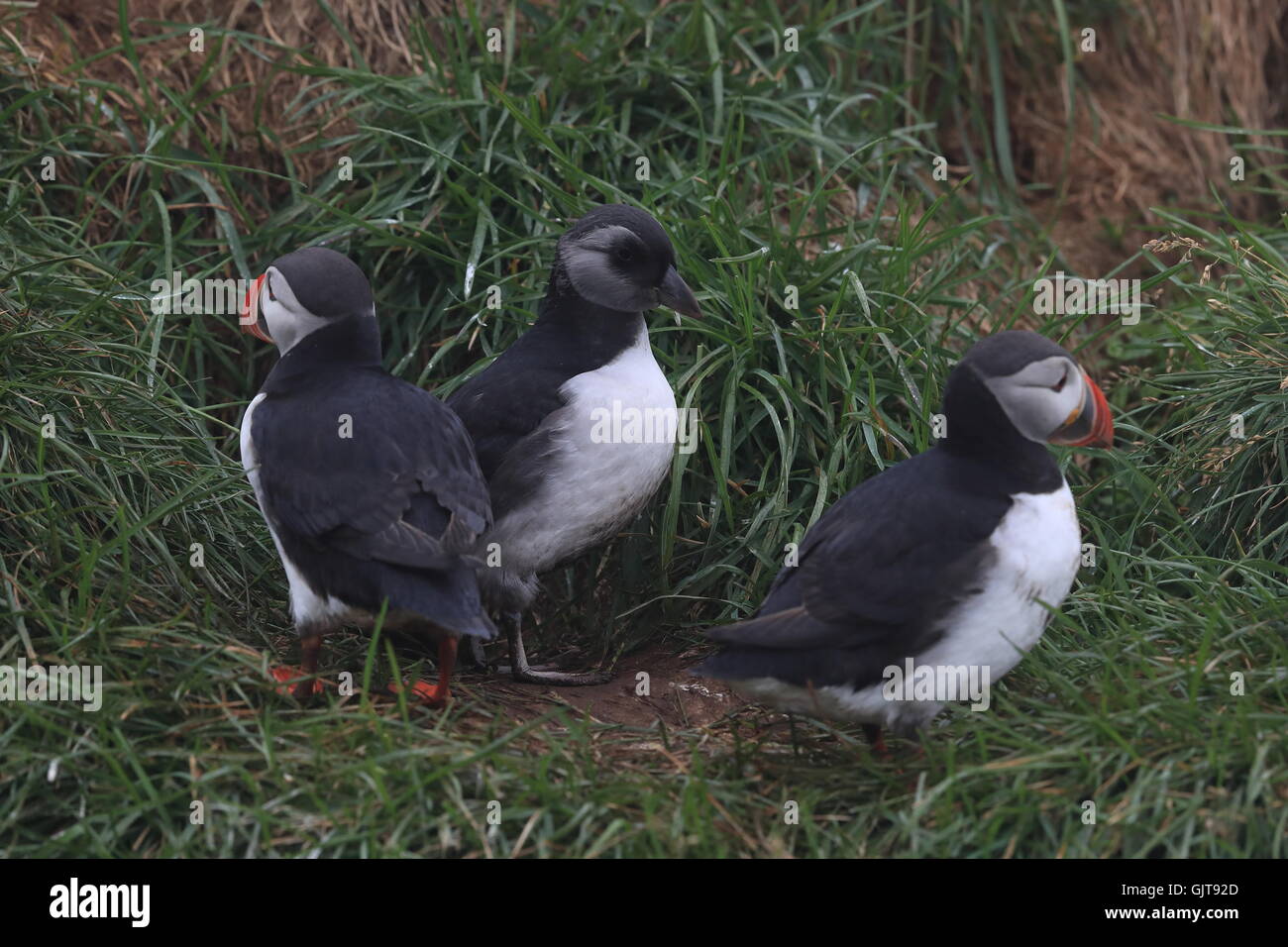 Atlantic puffin juvenile hi-res stock photography and images - Alamy