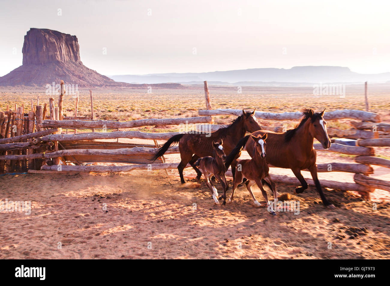 Wild mustangs in Navajo Nation Reservation. Monument Valley, United ...