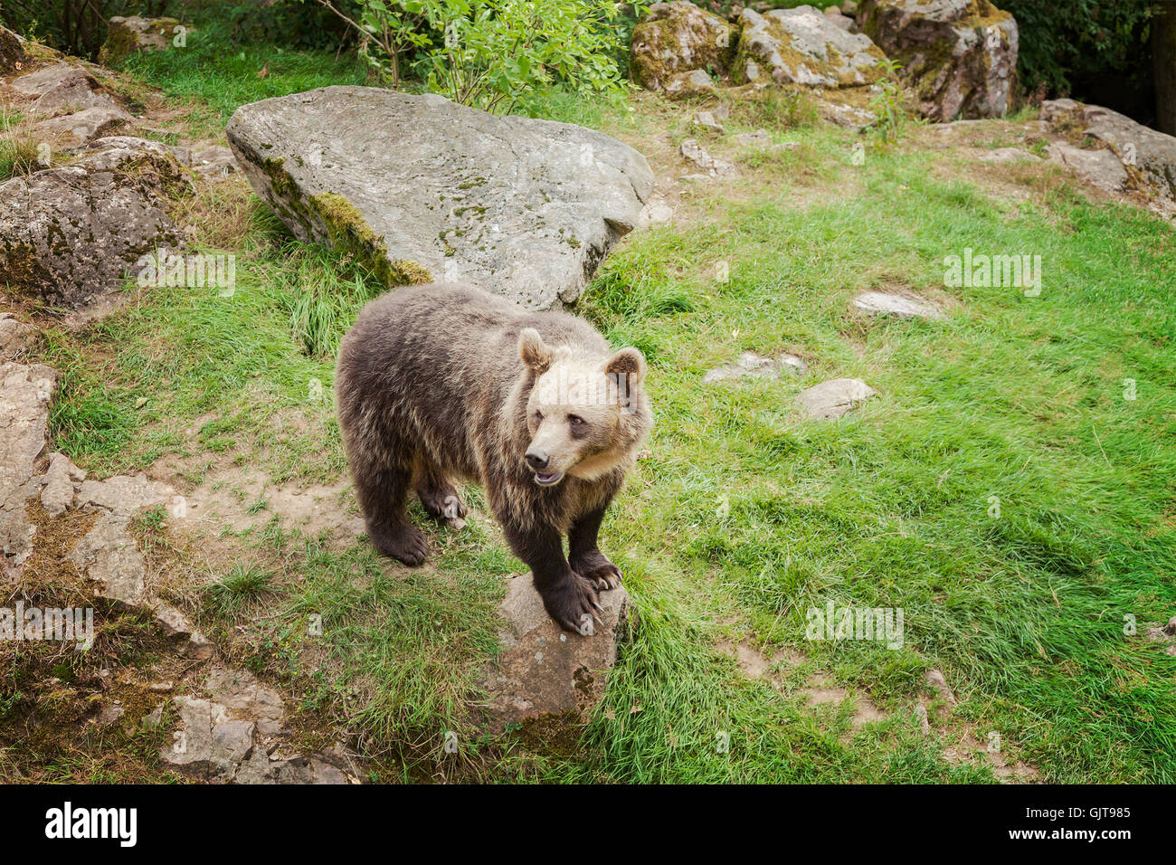 Image of a brown bear in an animal park. Sweden Stock Photo - Alamy