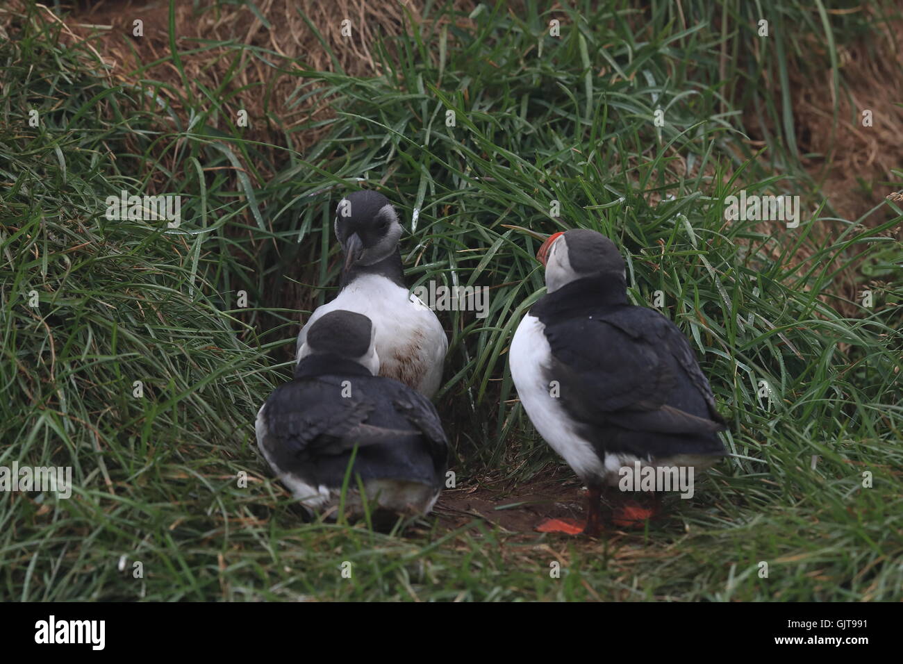 Juvenile puffin stretching hi-res stock photography and images - Alamy