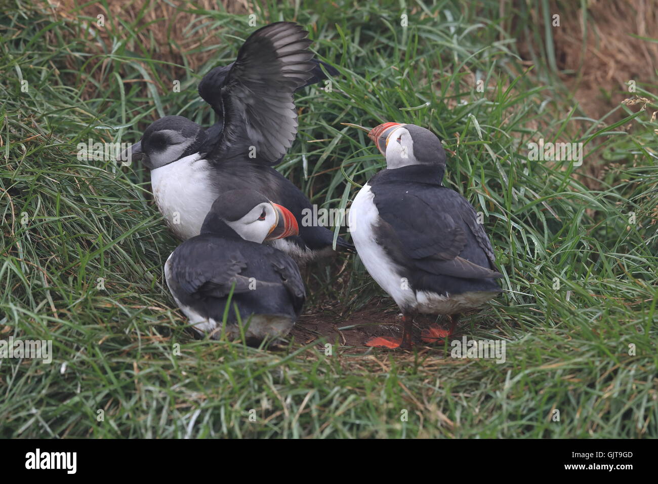 Young puffin chick hi-res stock photography and images - Alamy