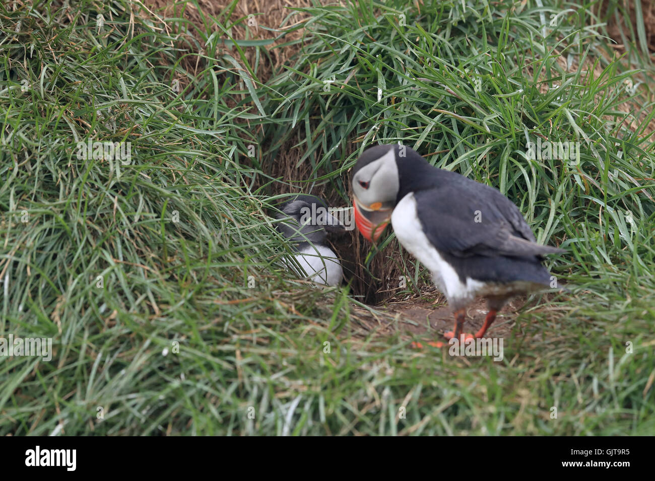 Young puffin chick hi-res stock photography and images - Alamy