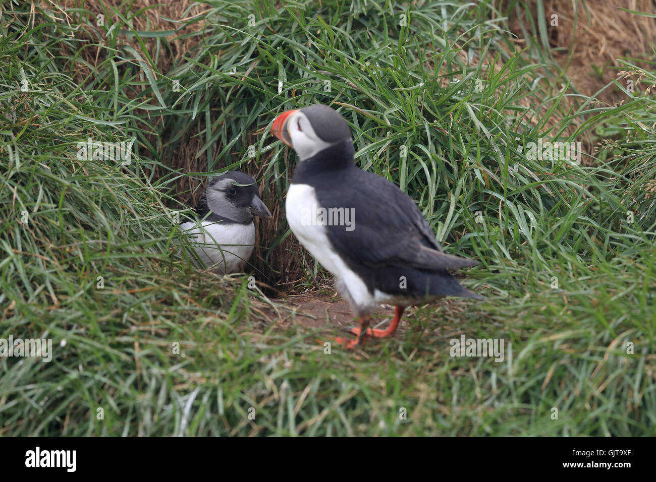 Juvenile puffin stretching hi-res stock photography and images - Alamy