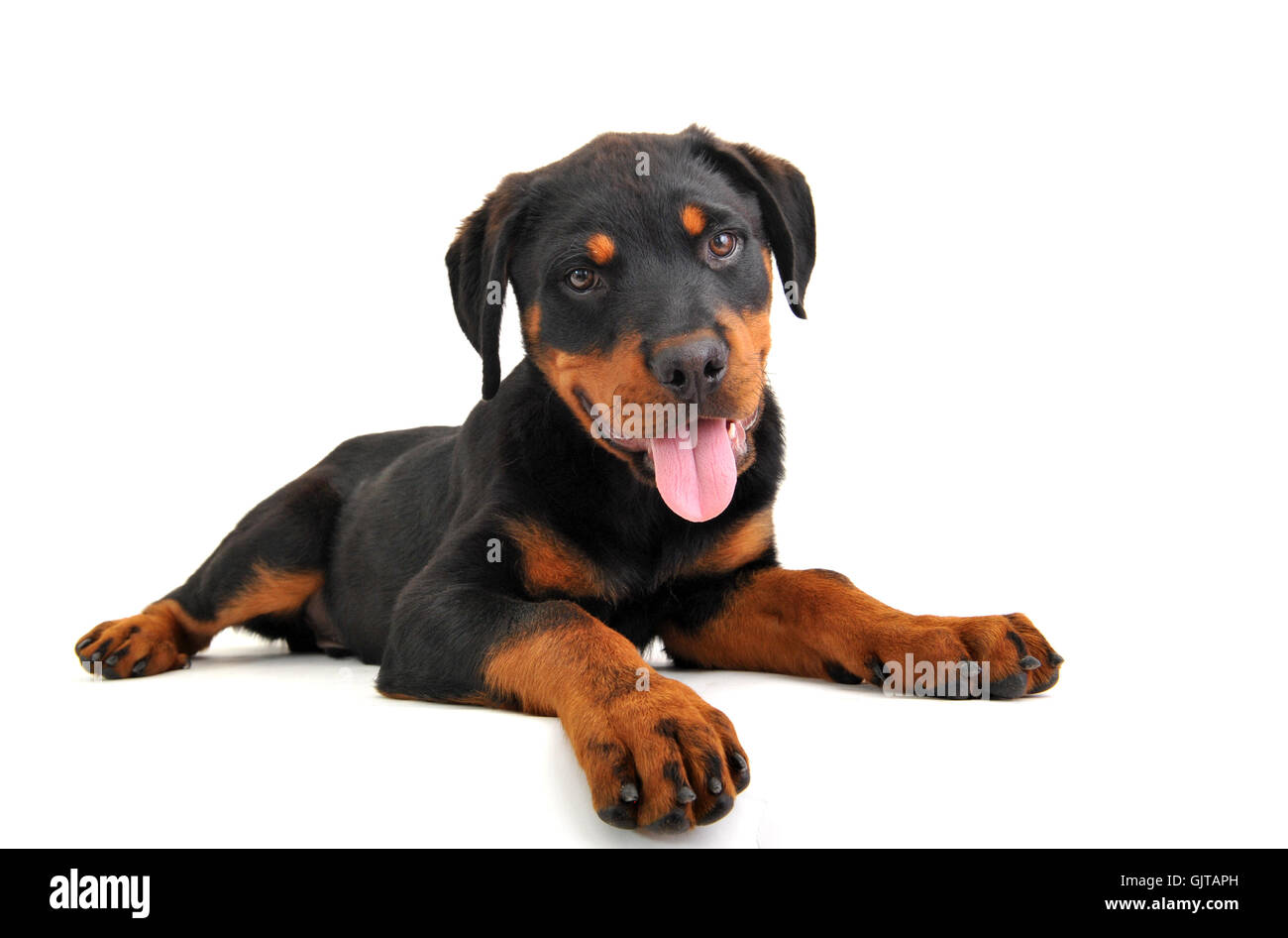 Close up rottweiler puppy hi-res stock photography and images - Alamy