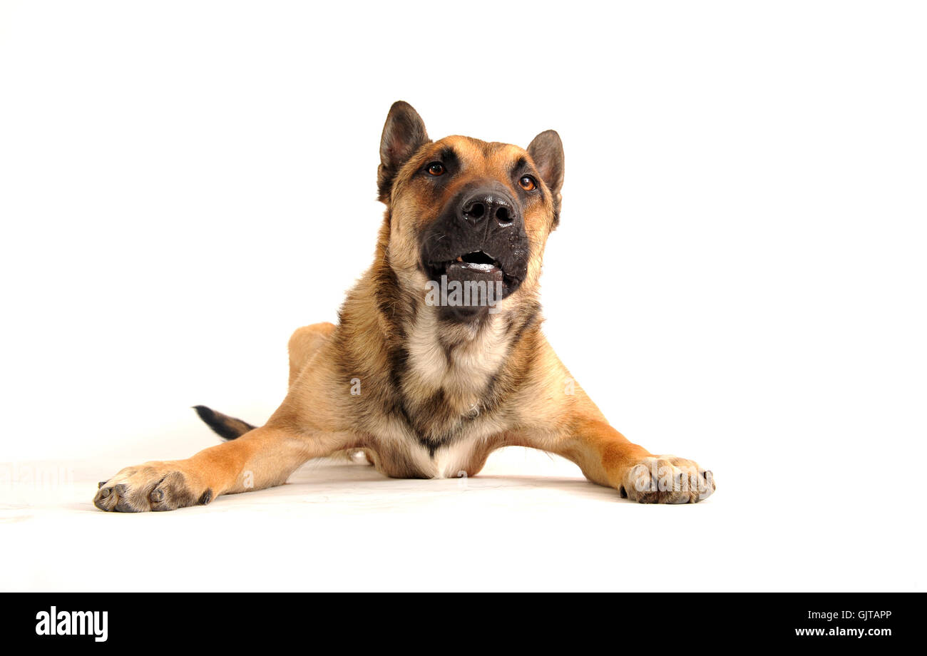Evil german shepherd dog guard hi-res stock photography and images - Alamy