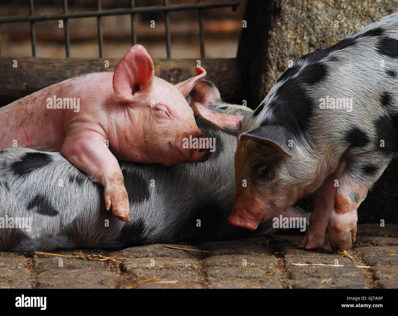 Pig Animal Stock Photos & Pig Animal Stock Images - Alamy