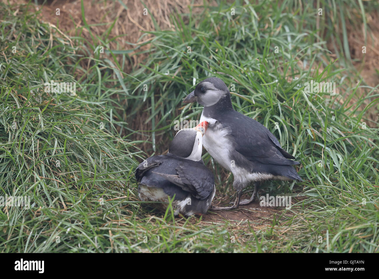 Young puffin chick hi-res stock photography and images - Alamy