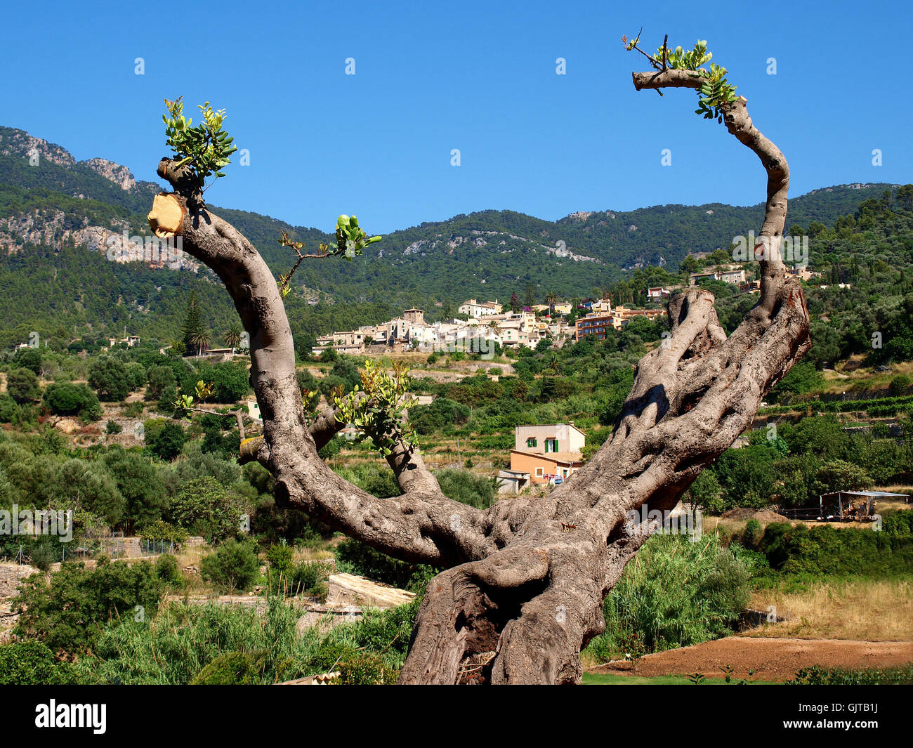 tree mallorca spain Stock Photo - Alamy