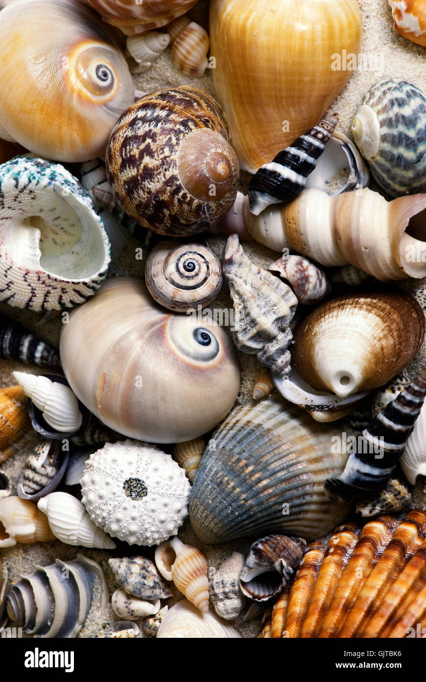 Shellfish macro hi-res stock photography and images - Alamy