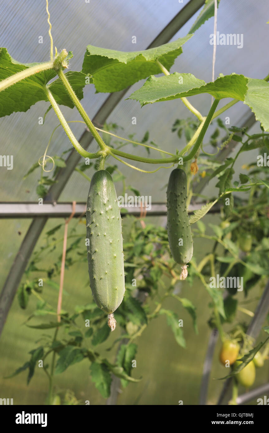 Greenhouse cucumbers hi-res stock photography and images - Alamy