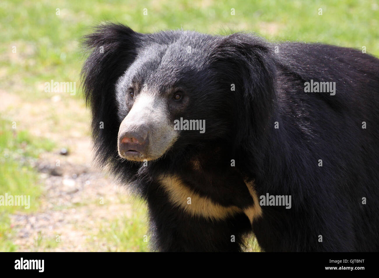 animal mammal bear Stock Photo - Alamy