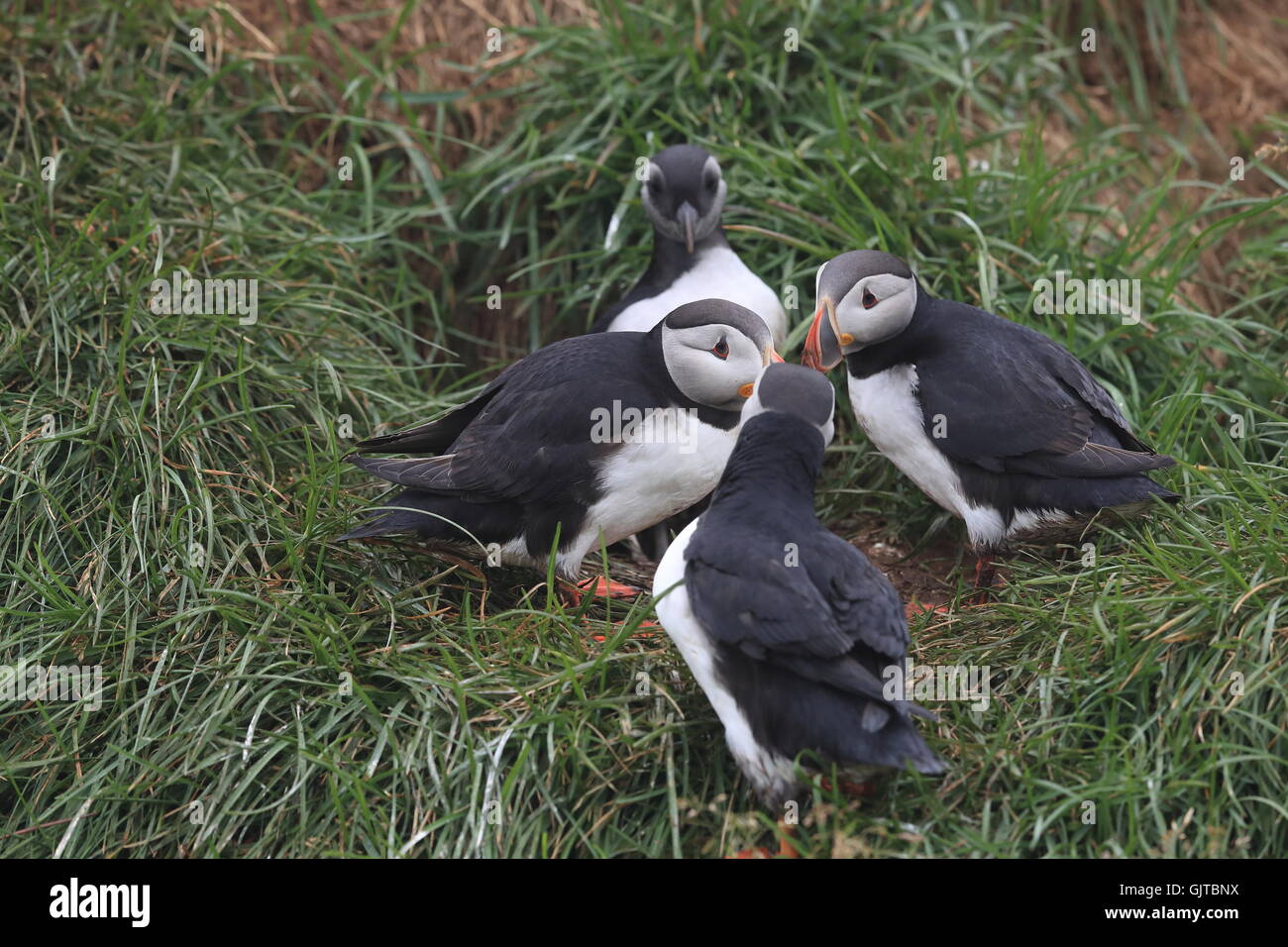 Juvenile puffin stretching hi-res stock photography and images - Alamy