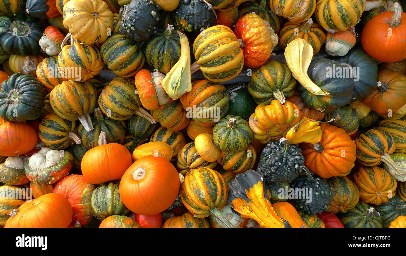 coloured pumpkin variety Stock Photo - Alamy