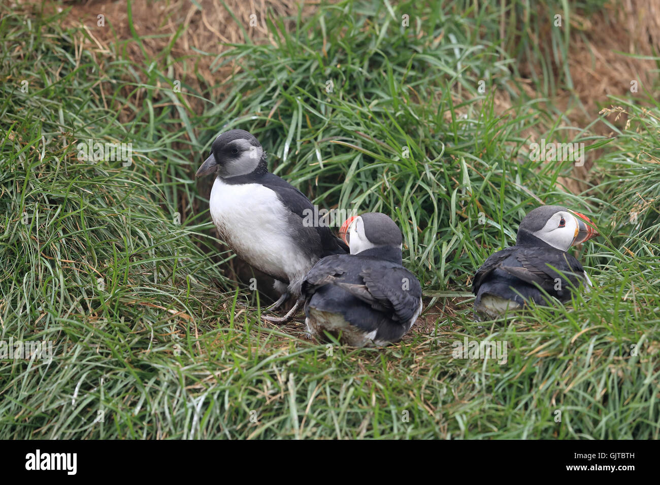 Young puffin chick hi-res stock photography and images - Alamy