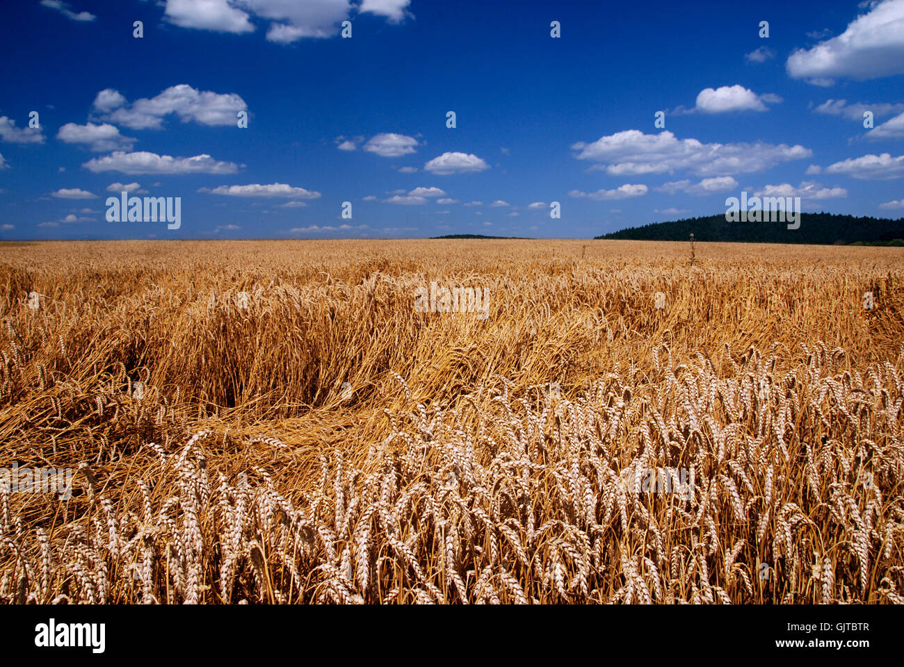 field wheat landscape Stock Photo - Alamy