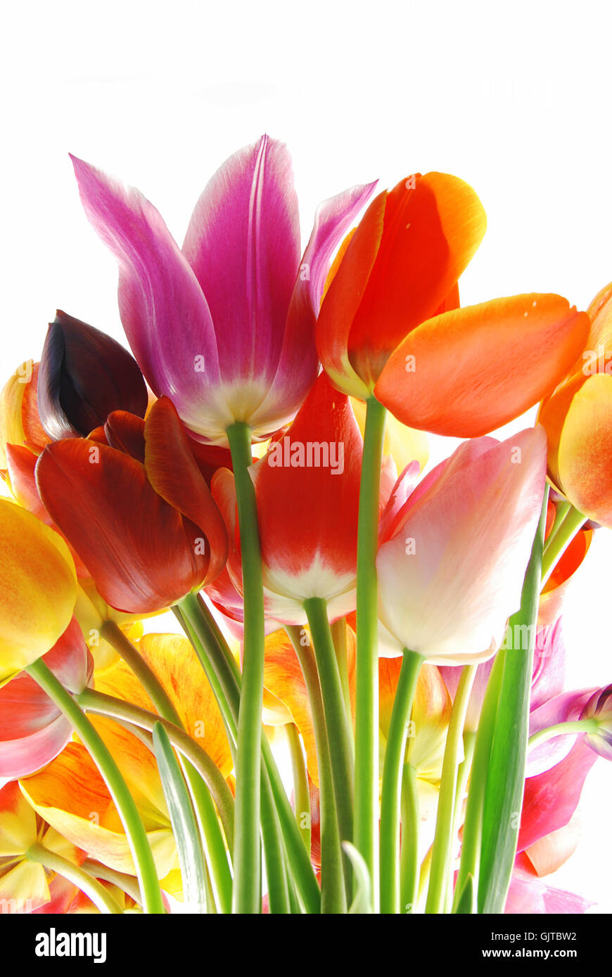 isolated flower flowers Stock Photo - Alamy