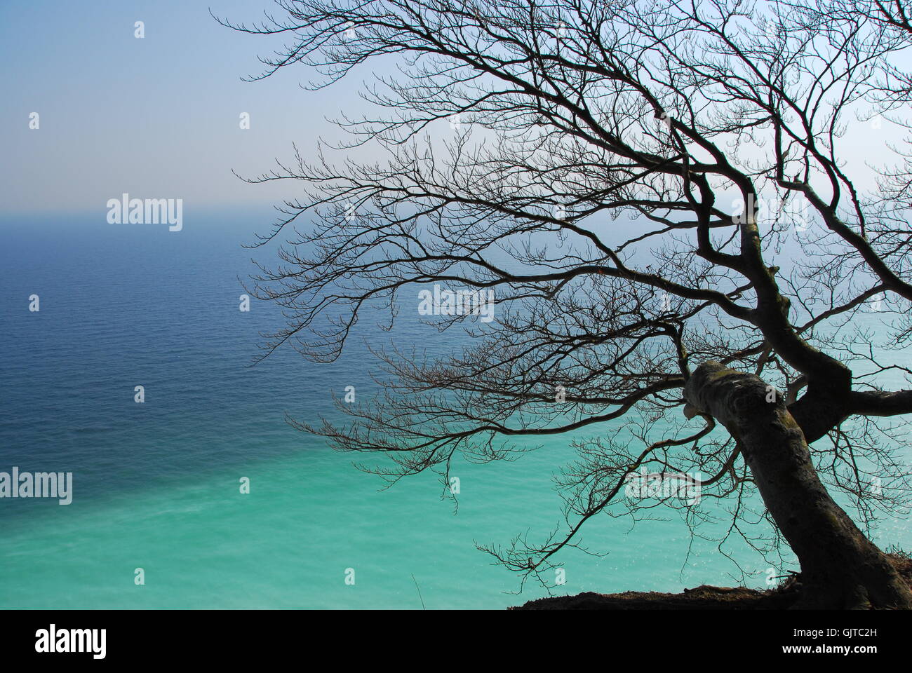 blue tree coast Stock Photo - Alamy
