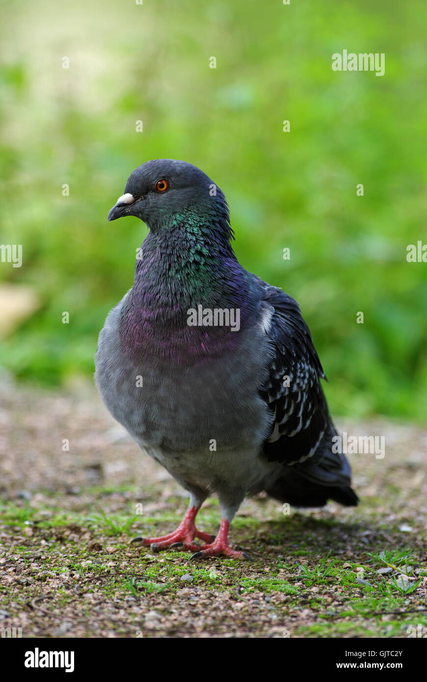 animal bird birds Stock Photo - Alamy