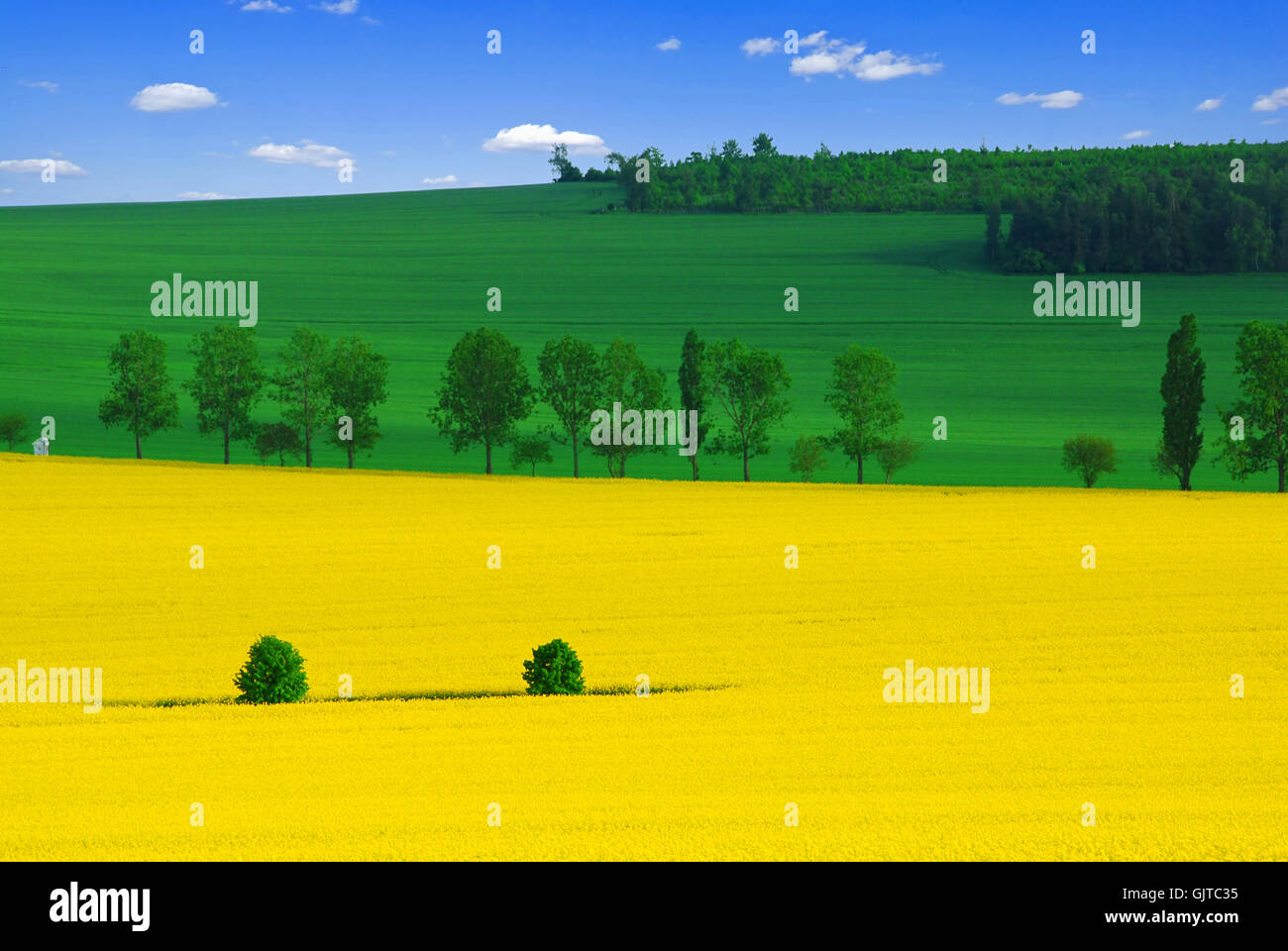 tree trees contrast Stock Photo - Alamy
